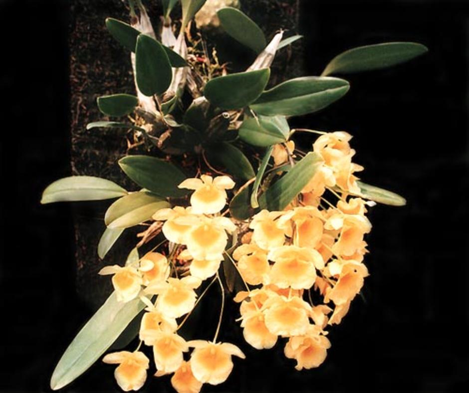 ช่วงฤดูกล้วยไม้ป่าบาน - GotoKnow