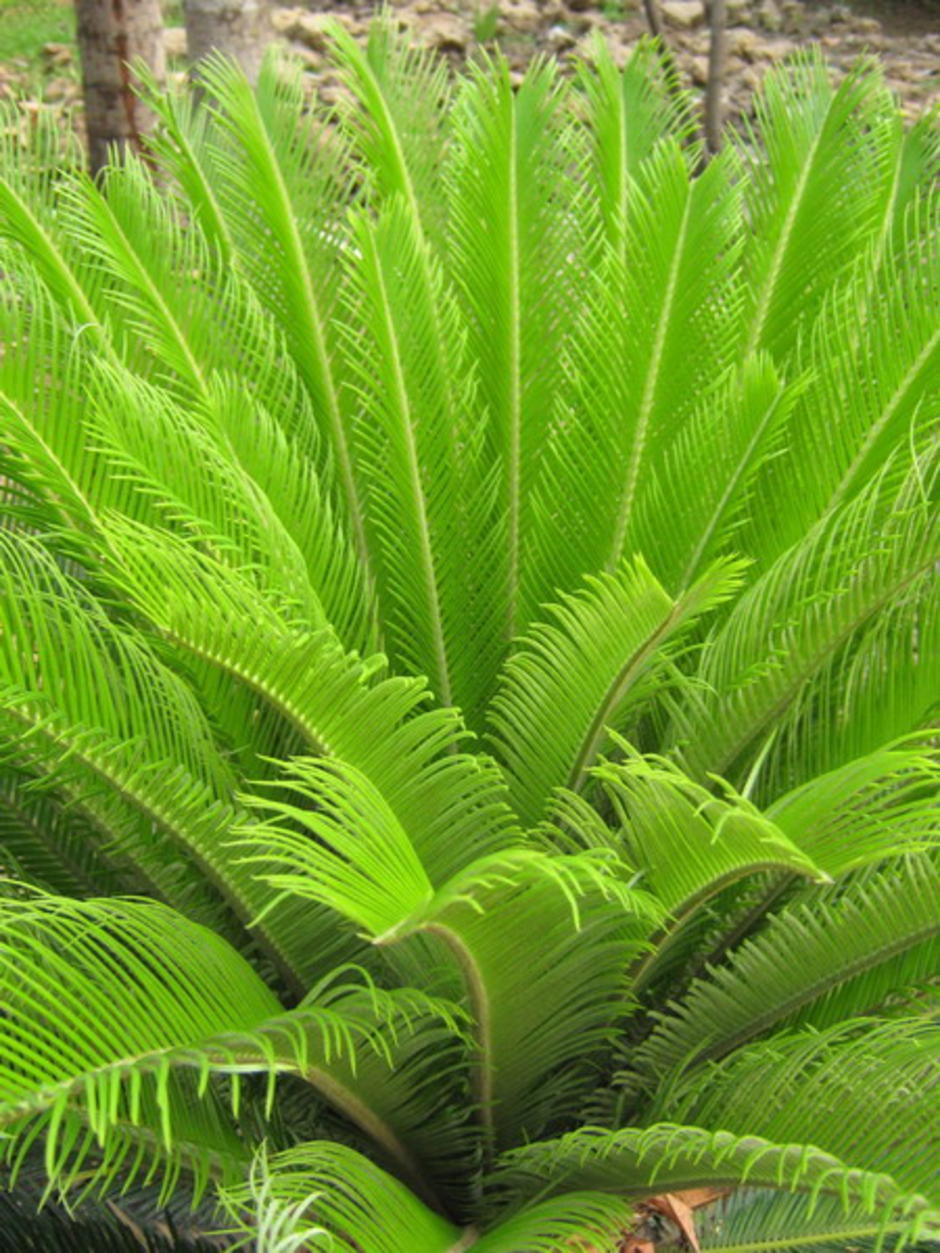 ปรงญี่ปุ่น (Cycas revoluta Thunb.) - GotoKnow
