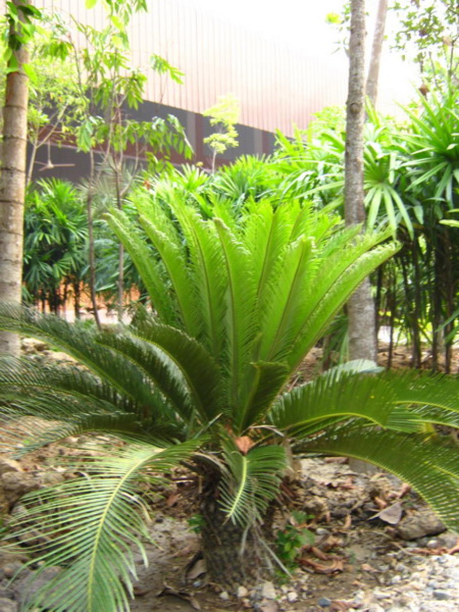 ปรงญี่ปุ่น (Cycas revoluta Thunb.) - GotoKnow