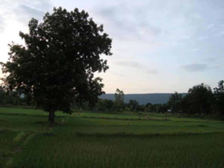 @..ความงดงามของท้องทุ่ง..@ - GotoKnow