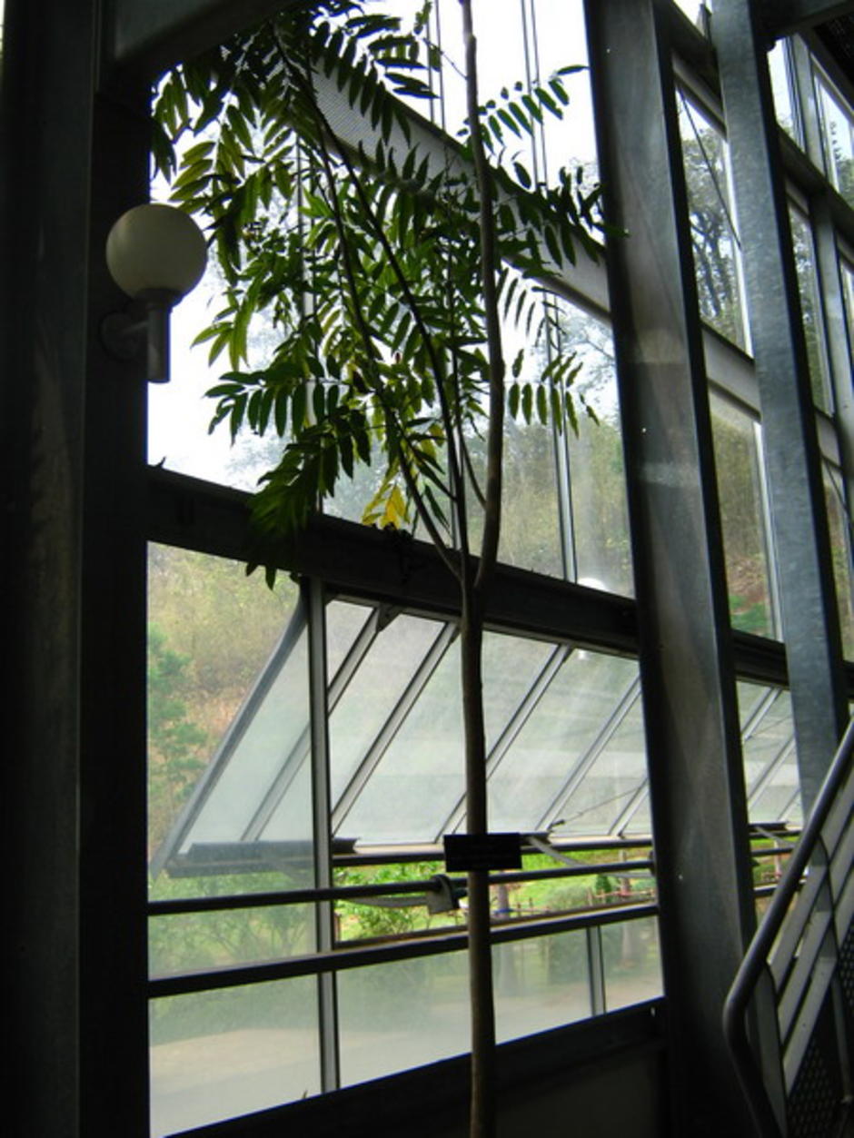 จันทร์ชะมด (Aglaia silvestris (M. Roem.) Merr.) - ปาล์ม ปรง คงพันธุ์ไม้