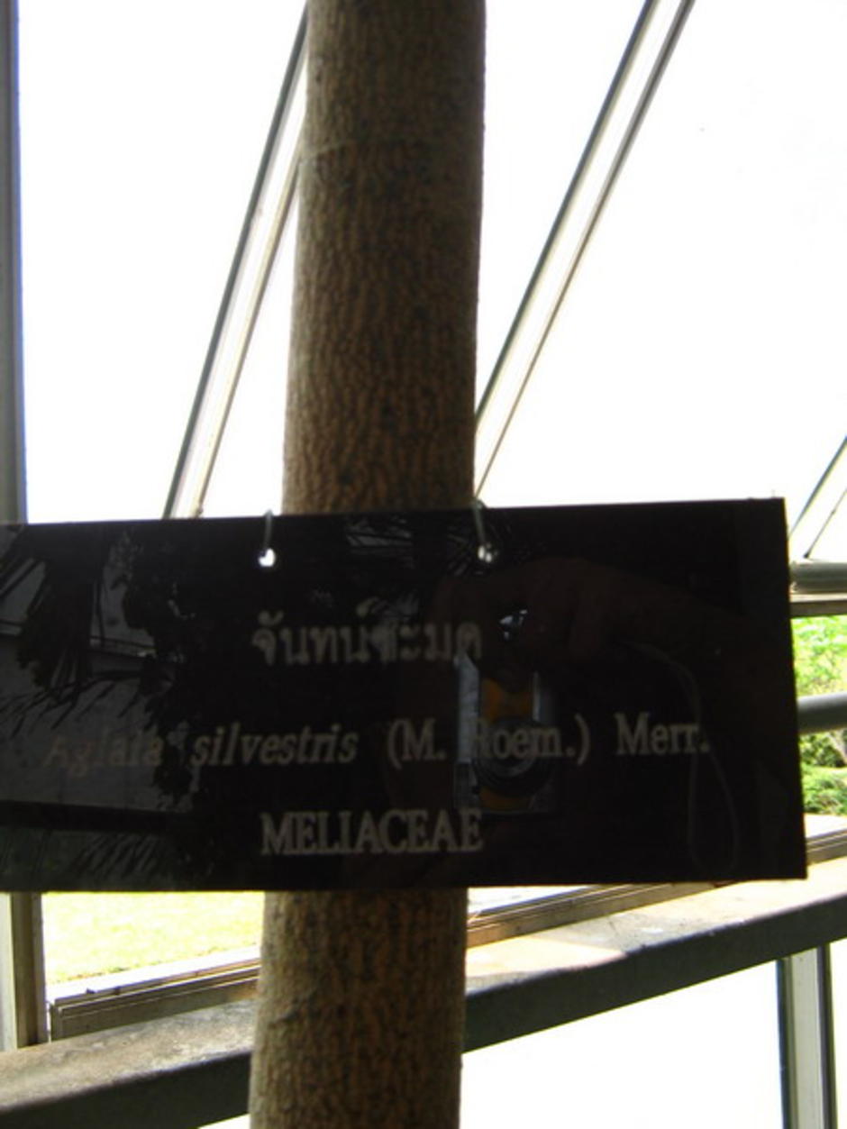 จันทร์ชะมด (Aglaia silvestris (M. Roem.) Merr.) - ปาล์ม ปรง คงพันธุ์ไม้