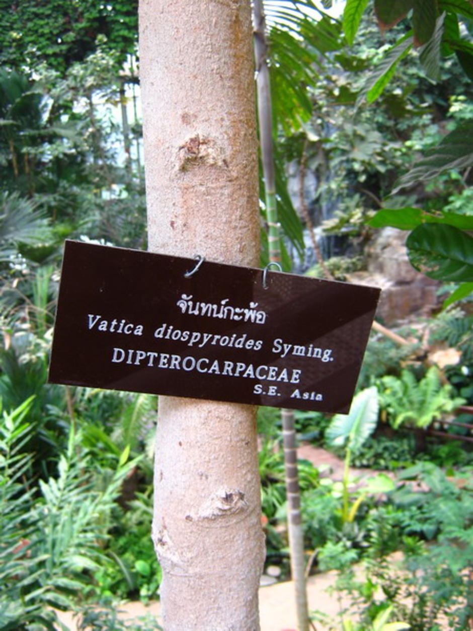 จันทน์กะพ้อ (Vatica diospyroides Syming.) - GotoKnow