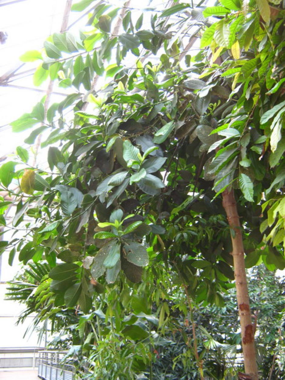 จันทน์กะพ้อ (Vatica diospyroides Syming.) - GotoKnow