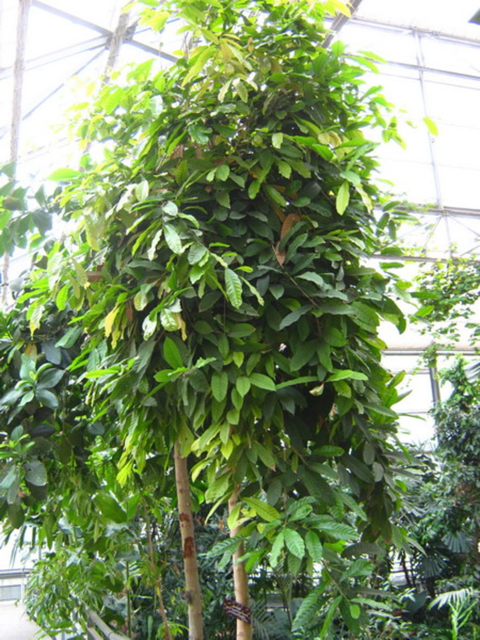 Vatica diospyroides - Alchetron, The Free Social Encyclopedia