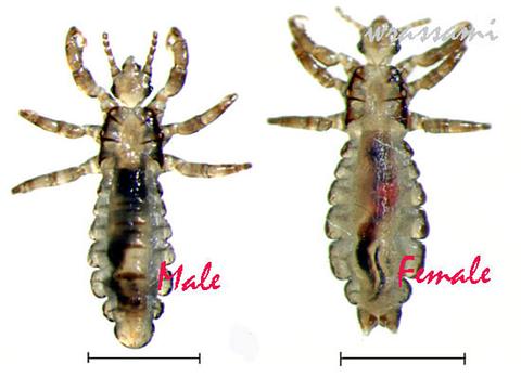 การแยกเพศของเหา Sex difference of human head louse - เหา