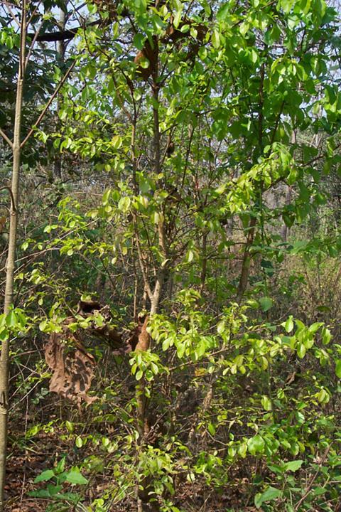 ตาลเสี้ยน ตานเสี้ยน ( Tan sian) - ตาลเสี้ยน ตานเสี้ยน ( Tan sian)